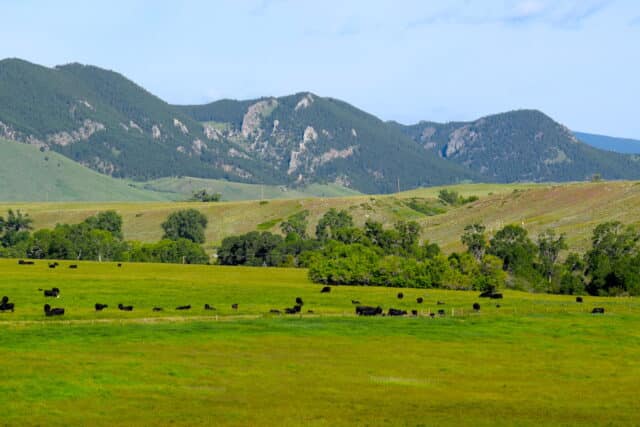 Alfalfa in Wyoming