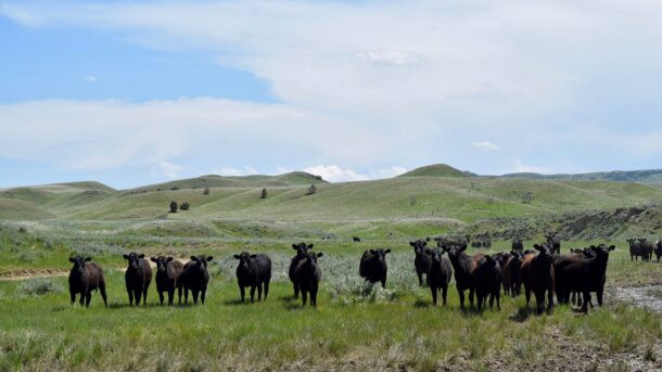 Chase Brothers Land and Ranch Brokerage