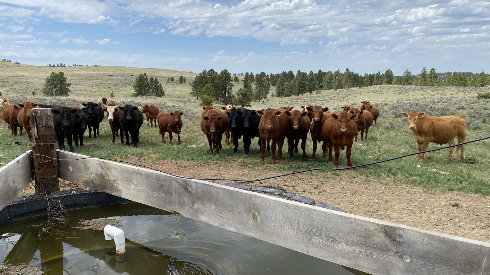 Parker Ranch - Montana Cattle and Hunting Ranch for Sale