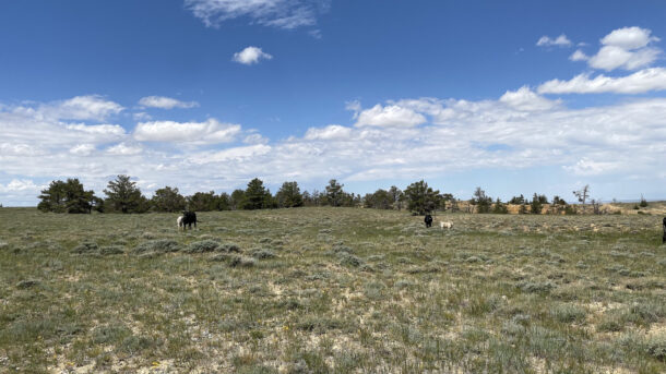 Ervay Basin Grass Ranch - Chase Brothers Land and Ranch Brokers