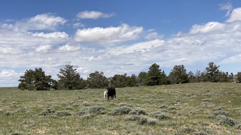 Ervay Basin Grass Ranch - Chase Brothers Land and Ranch Brokers