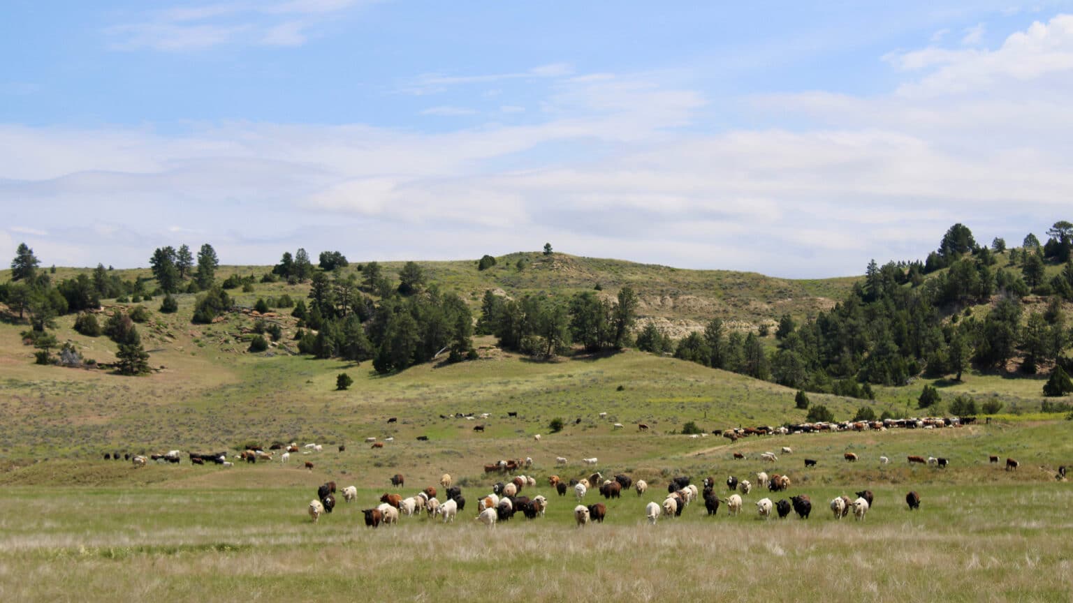 Decker Montana Cattle and Hunting Ranch for Sale