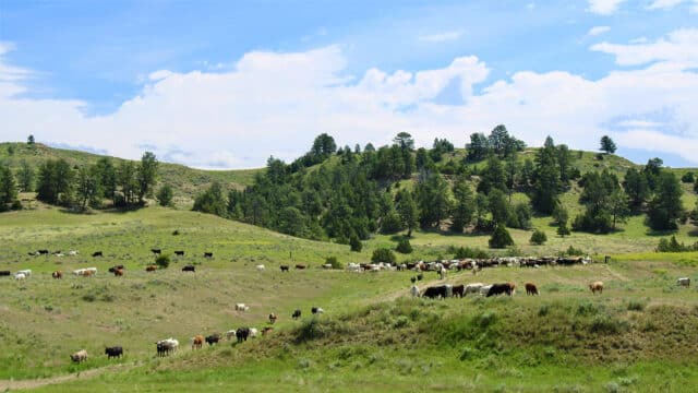 Decker Montana Cattle and Hunting Ranch